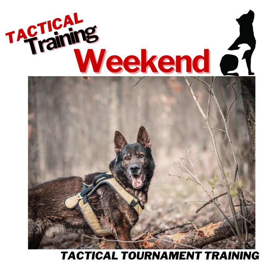 Why Tru Mission K9 is the Best Choice for Dog Training in South ...